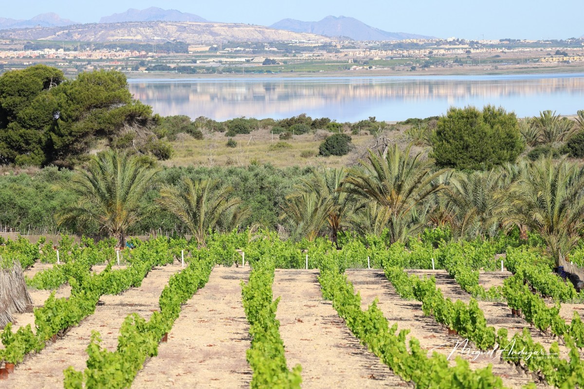 La ruta de Ars Creatio por unos viñedos singulares